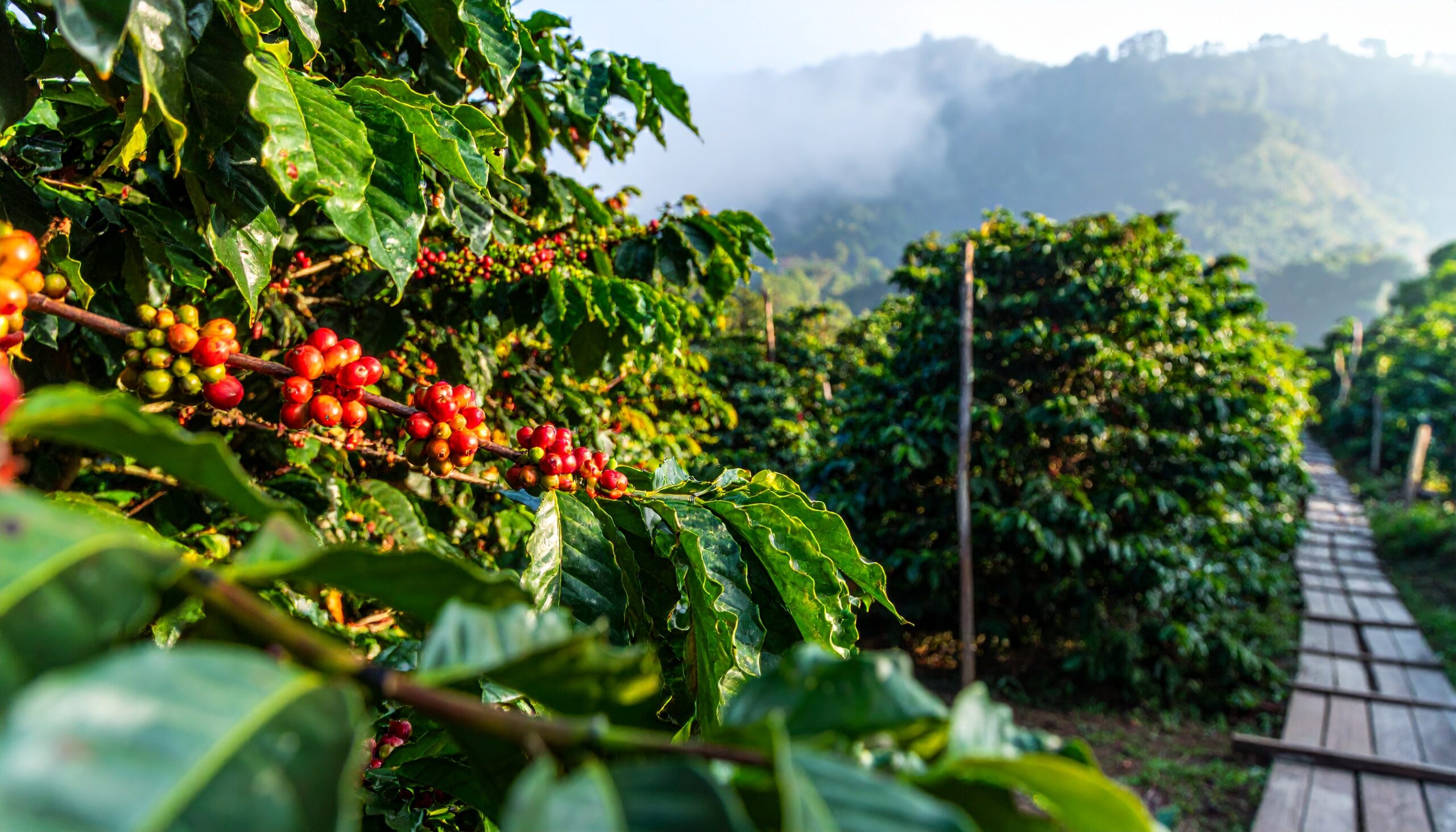Coorg Coffee | OM Global Exports